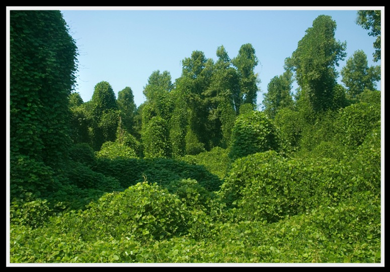 Jadehollow: Outdoor Wednesday … Kudzu and Bird Eggs